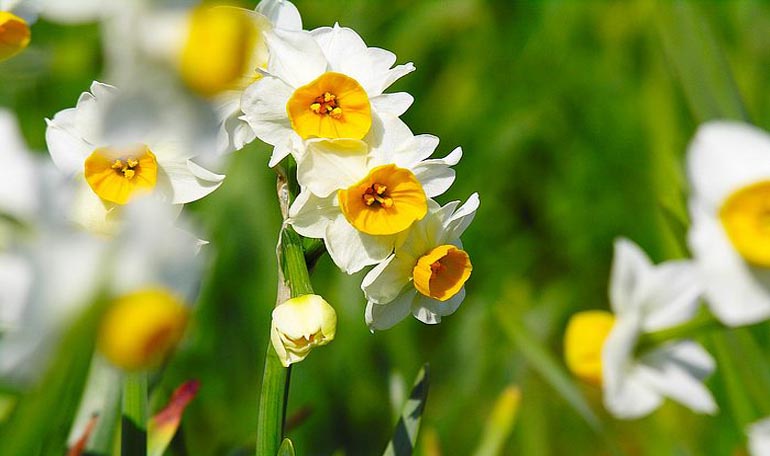 Ralph & Rita Martin Florist in Colchester 01206 548320